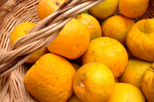 Naranja Agria - Frutiks RD
